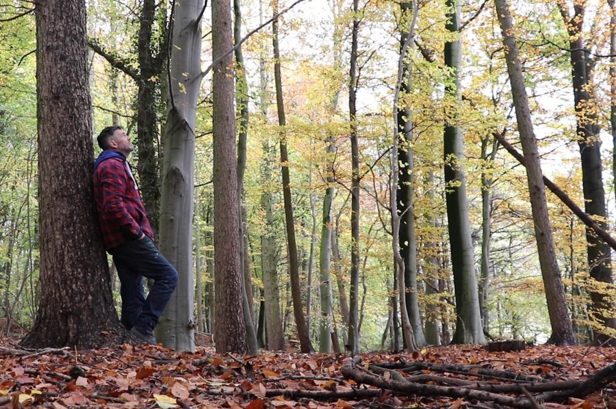Return To The Woods | David Stead, Yorkshire Artist